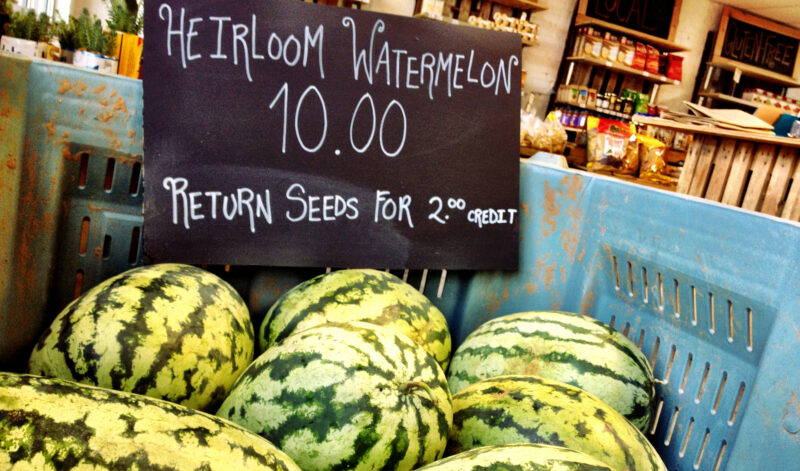 Heirloom Watermelon Varieties – Mother Earth News